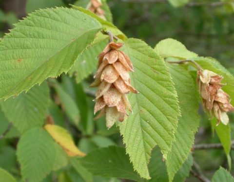 Eastern Hophornbeam | Arbor Nursery