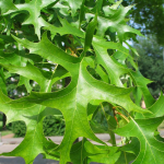 Columnar English Oak | Arbor Nursery